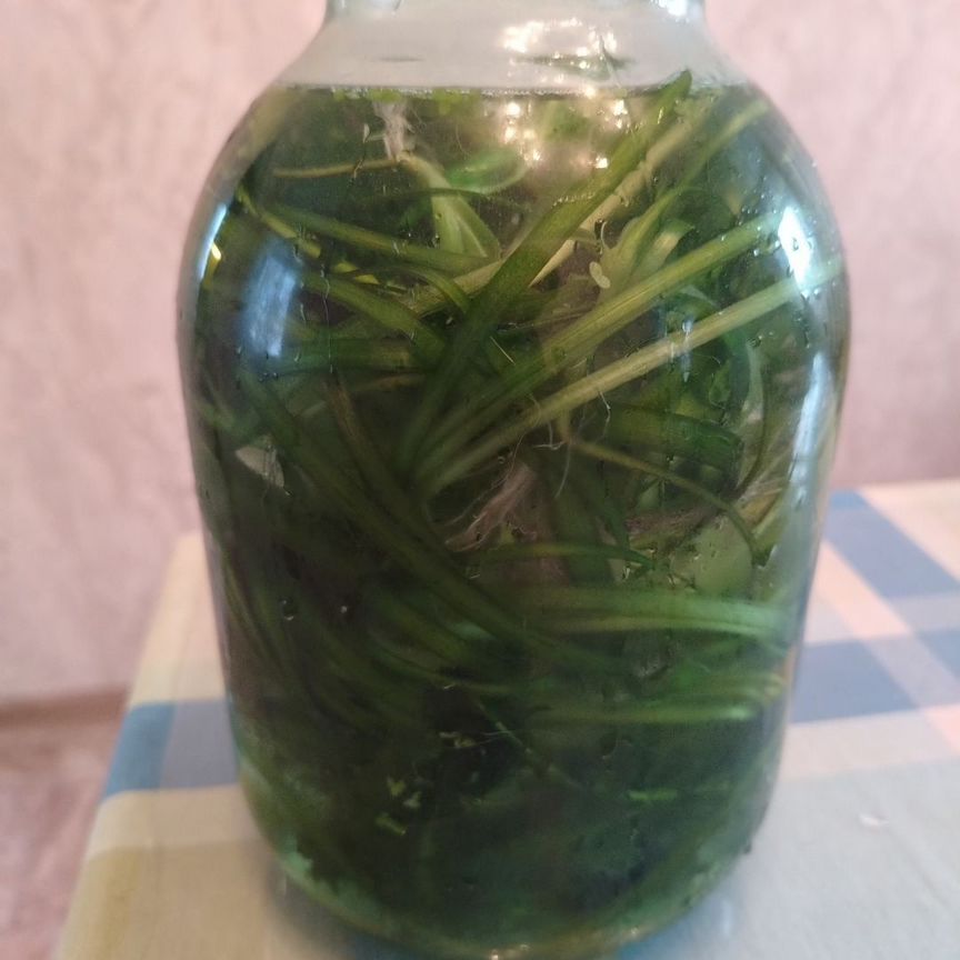 Аквариумное растение