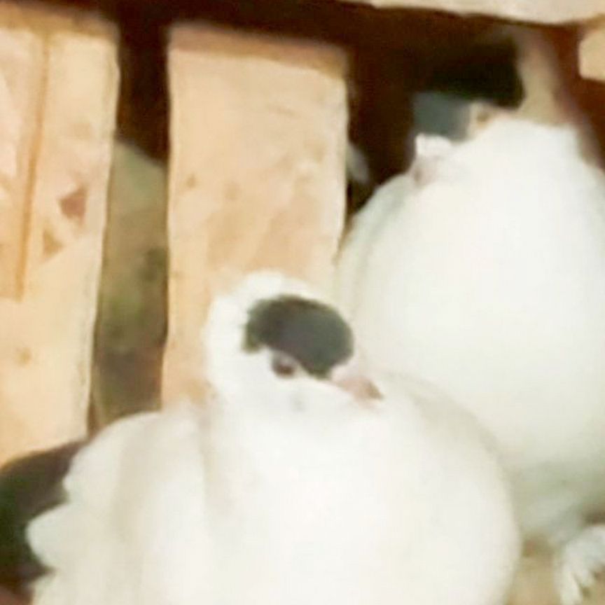 Нужна голубка