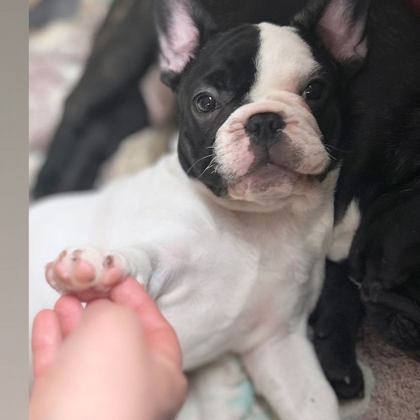 Французский бульдог щенки очаровательные