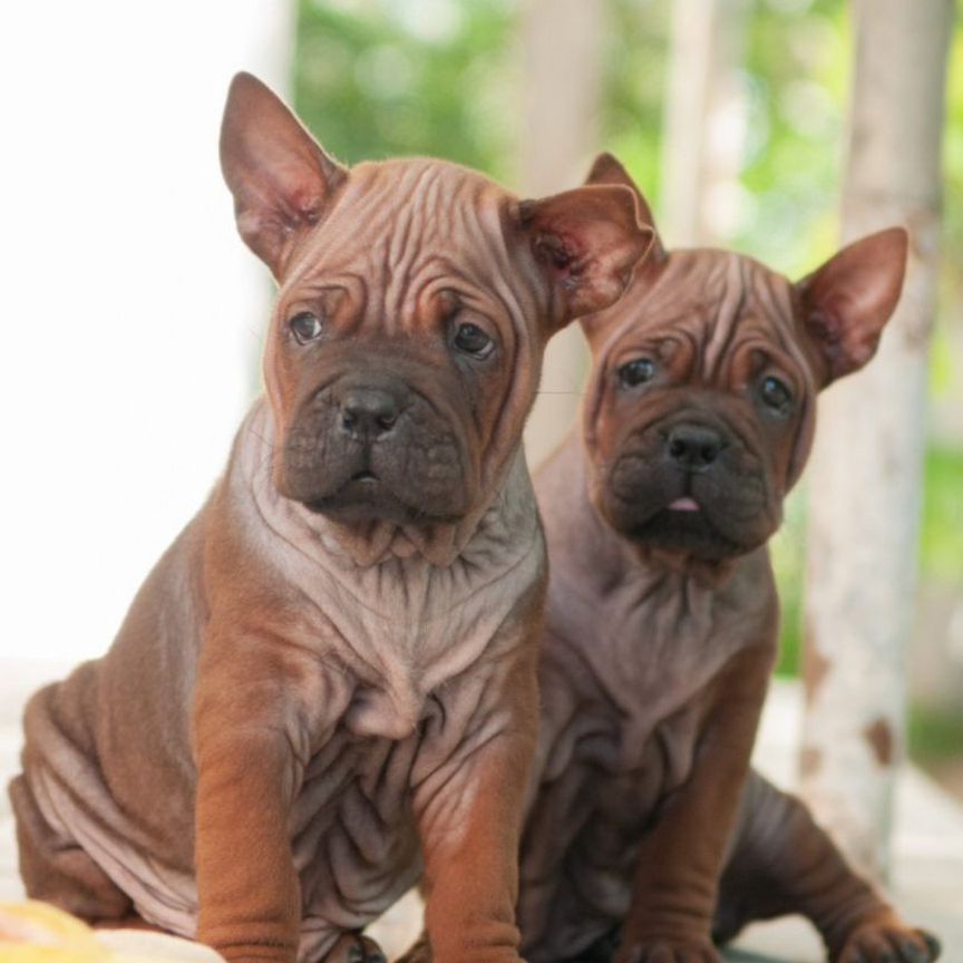 Бульдог китайский. Чунцин. Chinese Chongqing Dog