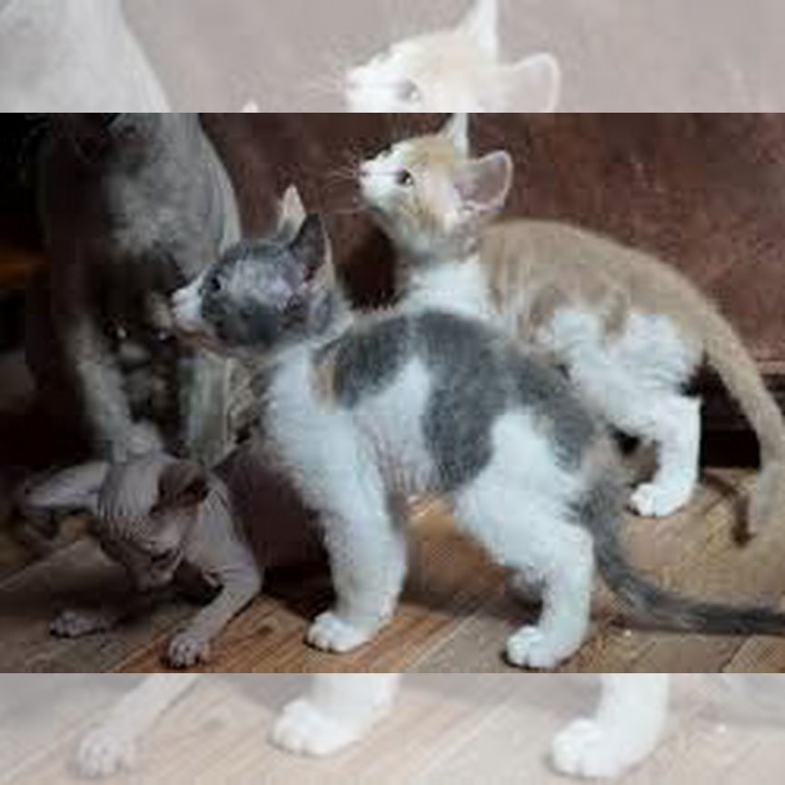 Котята в добрые руки