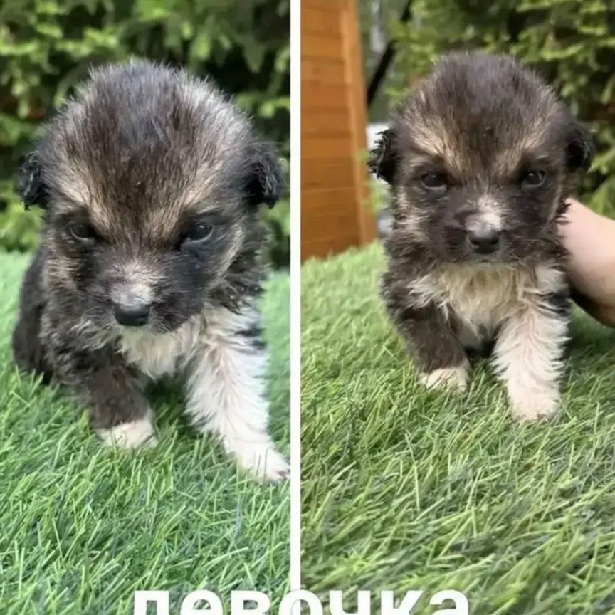 Щенок в добрые руки