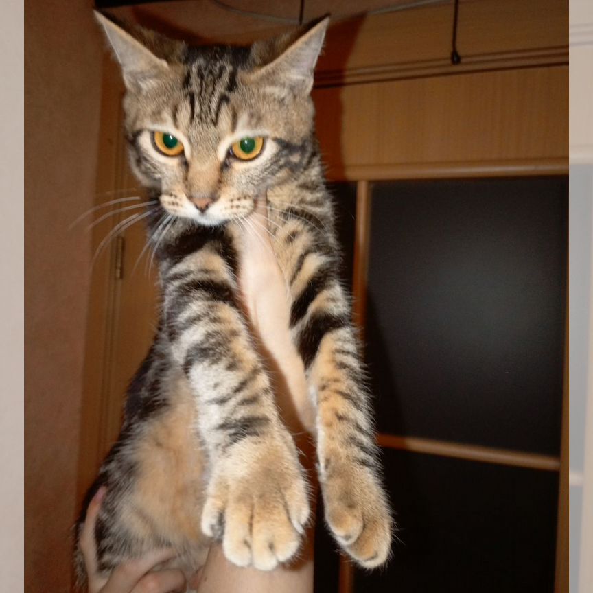 Кошка