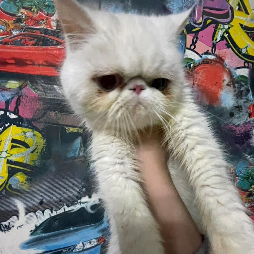 Кошка породы экзот