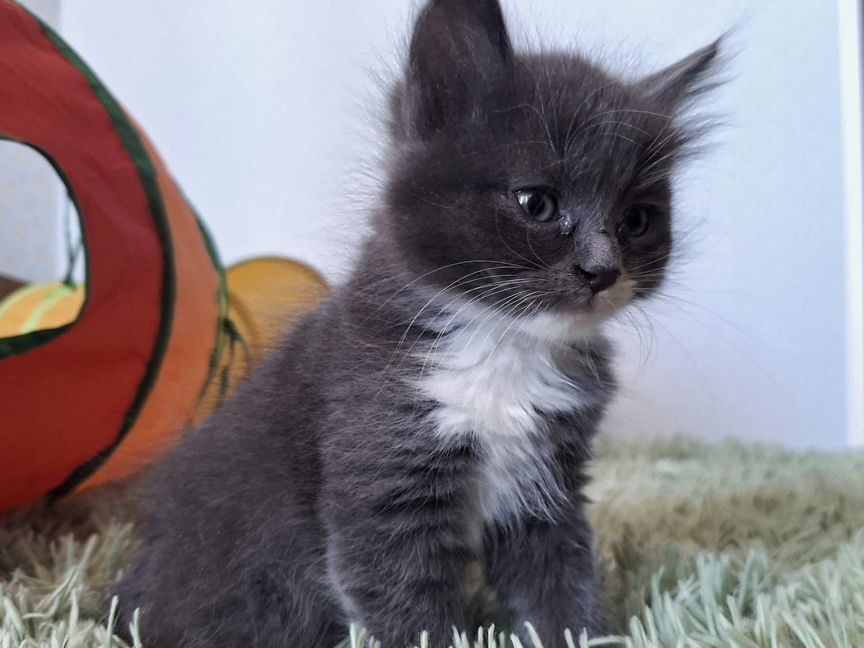 Котятки, только любящим