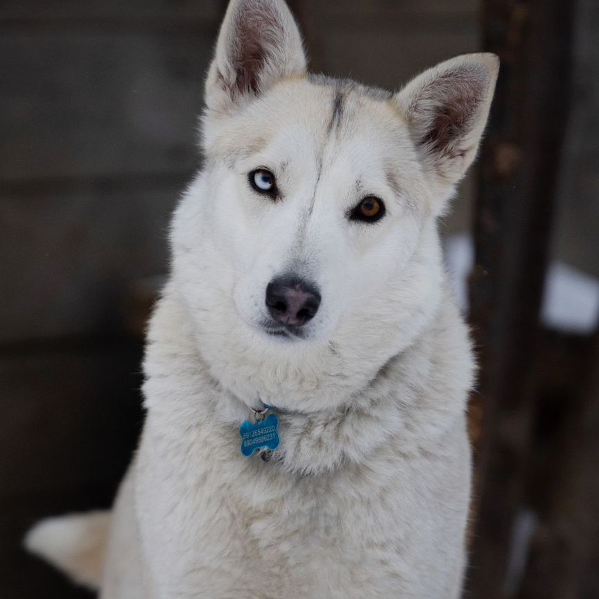 Взрослая собака в добрые руки