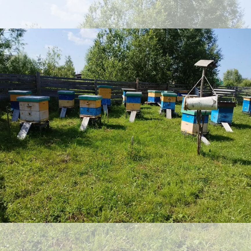 Продается пасека