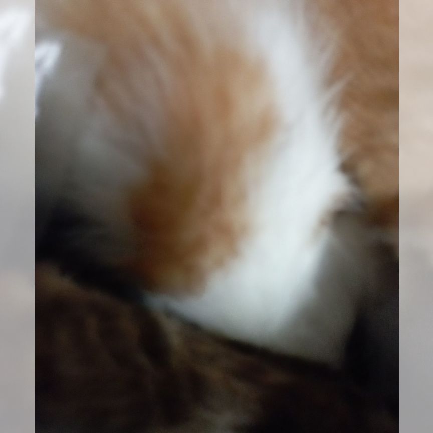 Котёнок отдам даром бесплатно