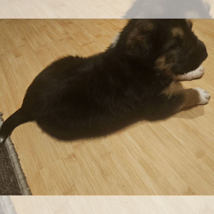 Щенок в добрые руки