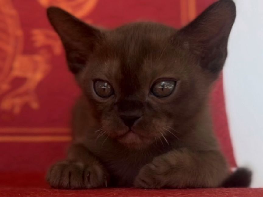 Бурманский соболиный котенок