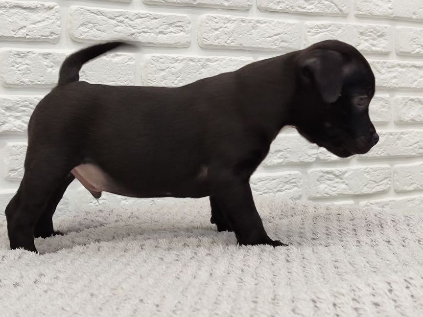 Стаффордширский бультерьер мальчик