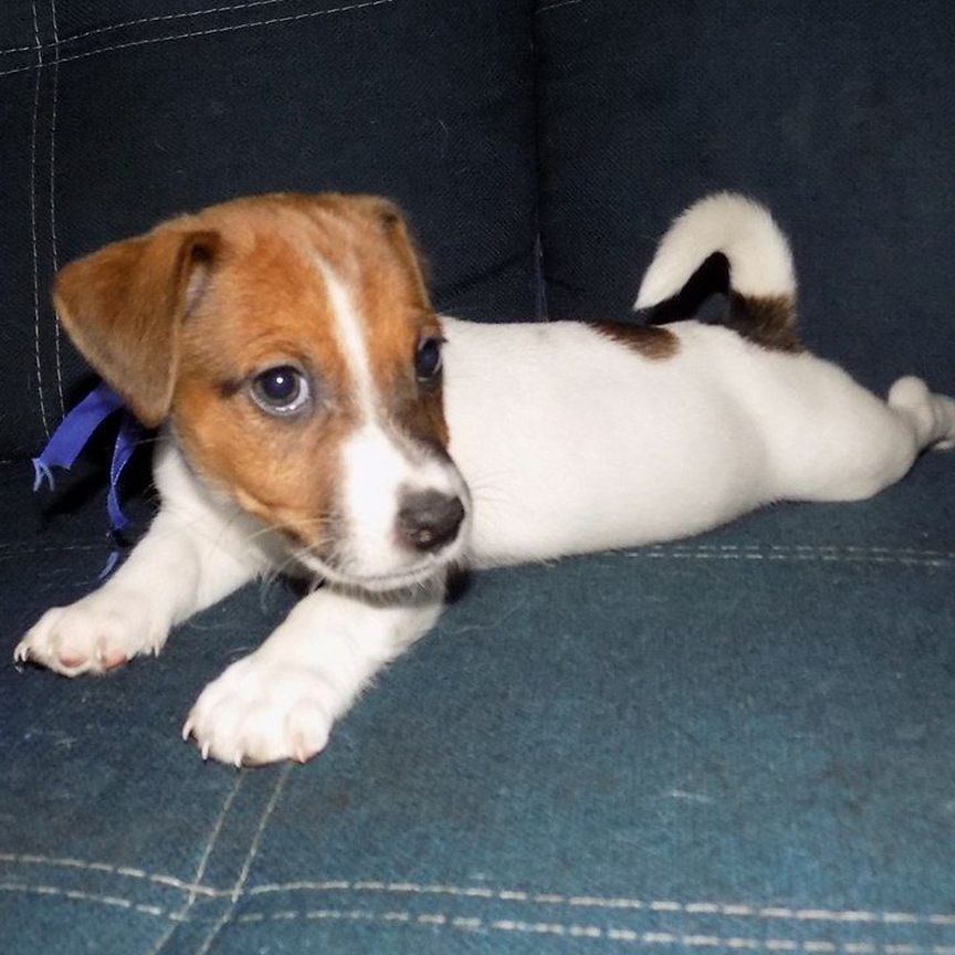 Джек-рассел-терьер, щенок