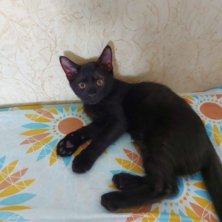 Котики из приюта хотят в дом