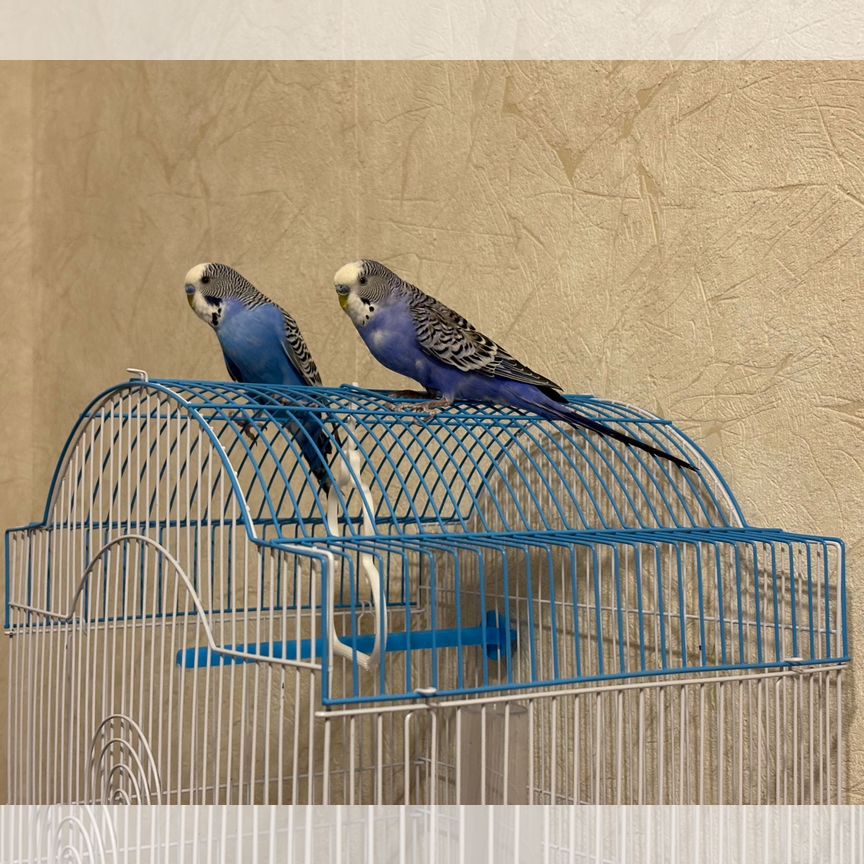 Волнистый попугаи   корм   клетка