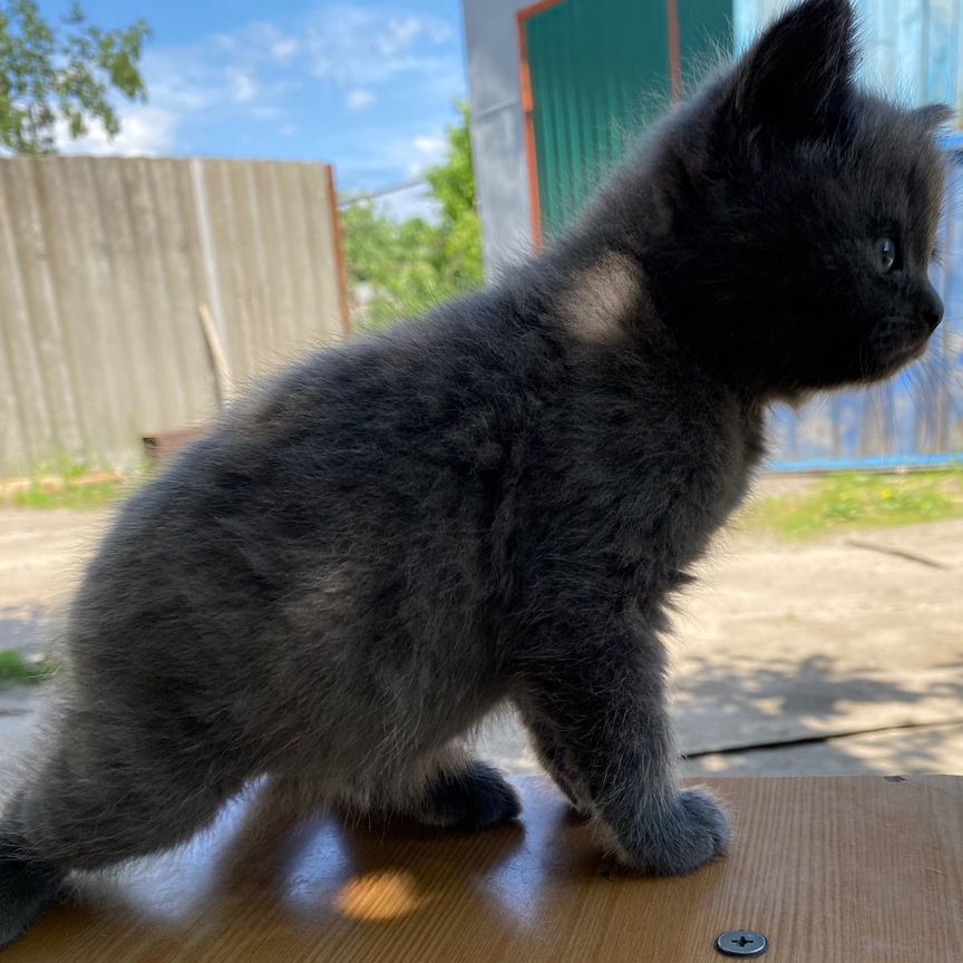 Котёнок в добрые руки