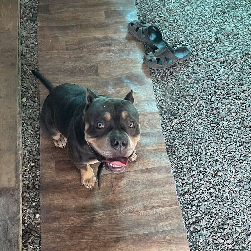 Американский булли classic кобель вязка