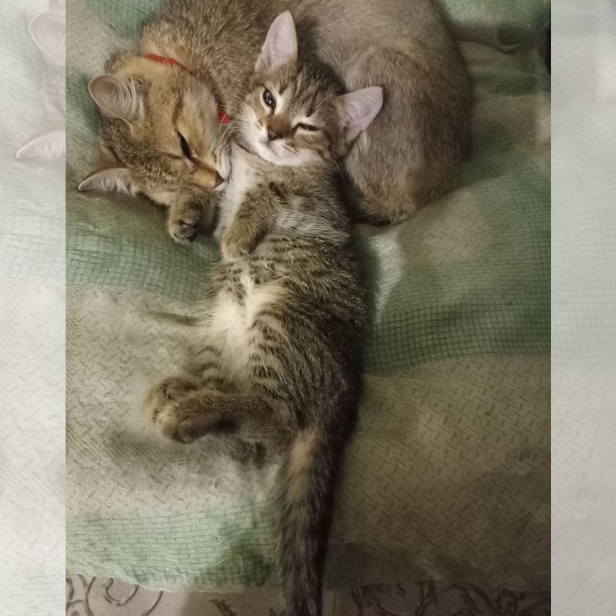 Котик в добрые руки