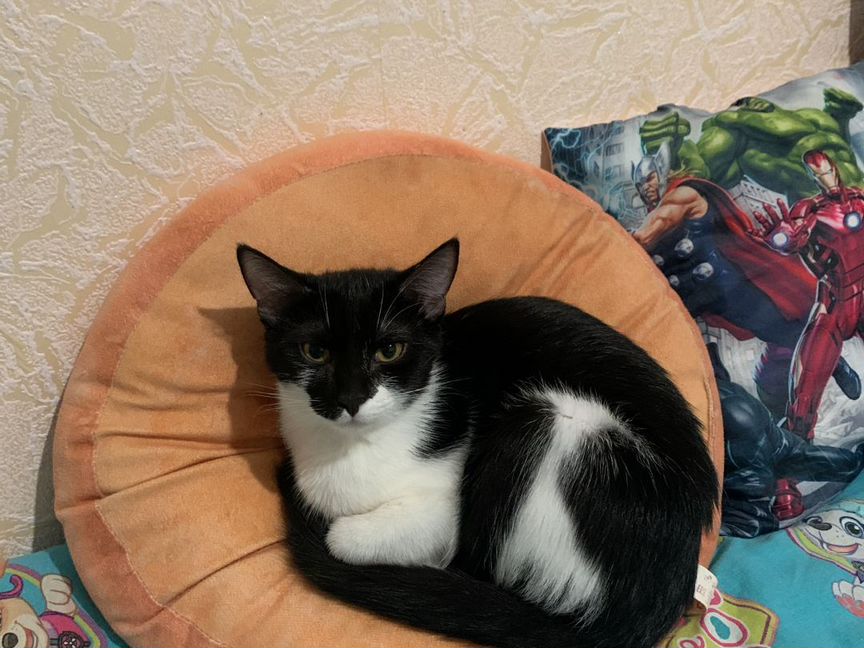 Кошечки хорошечки
