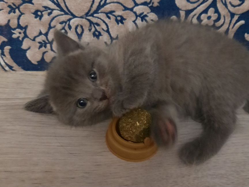 Вислоухие котята бесплатно