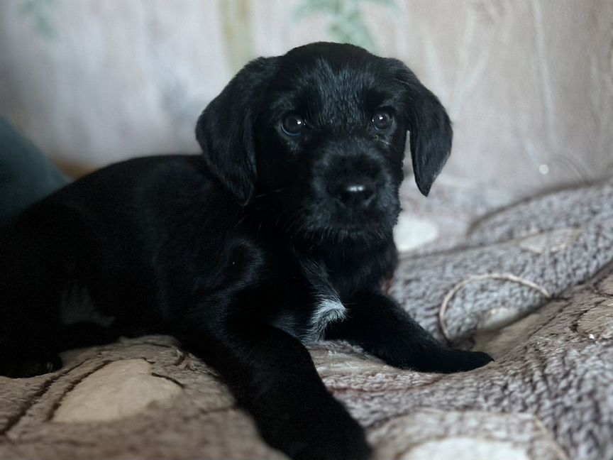 Щенок в добрые руки