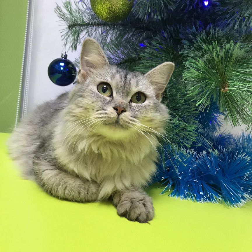 Кошечке очень нужен дом