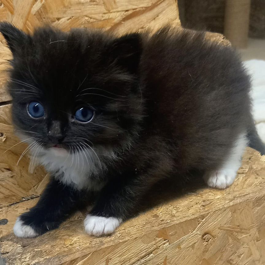 Котенок