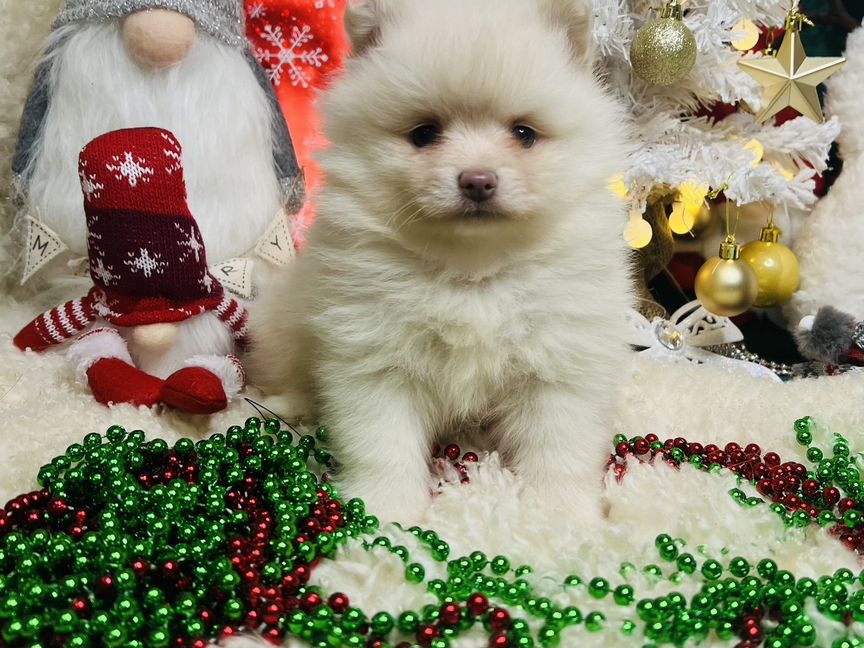 Мишка с зелеными глазами