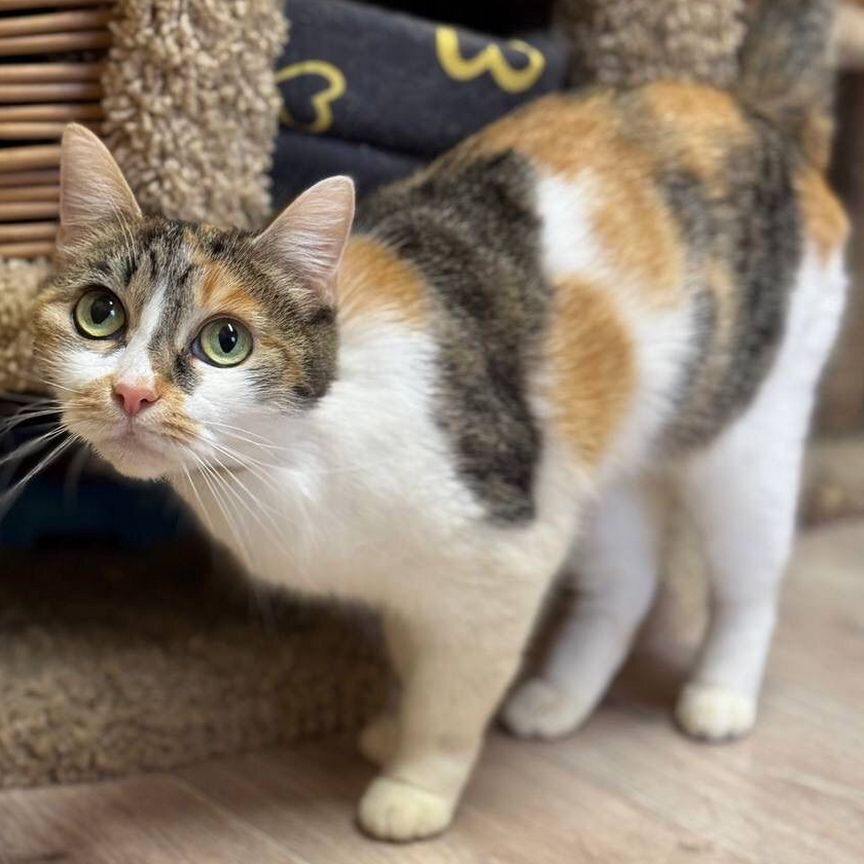 Кошка Пастила попала в приют