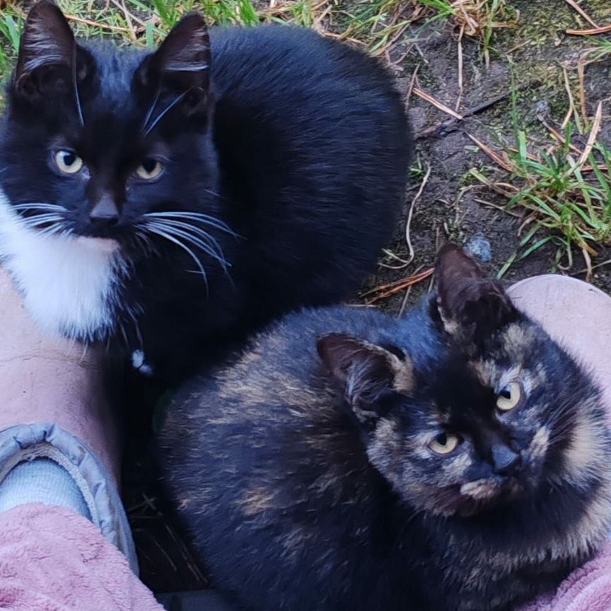 Котенок 2.5мес