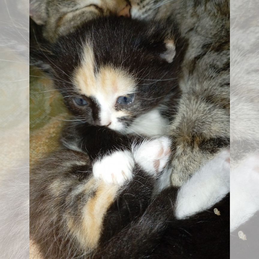 Котёнок в добрые руки