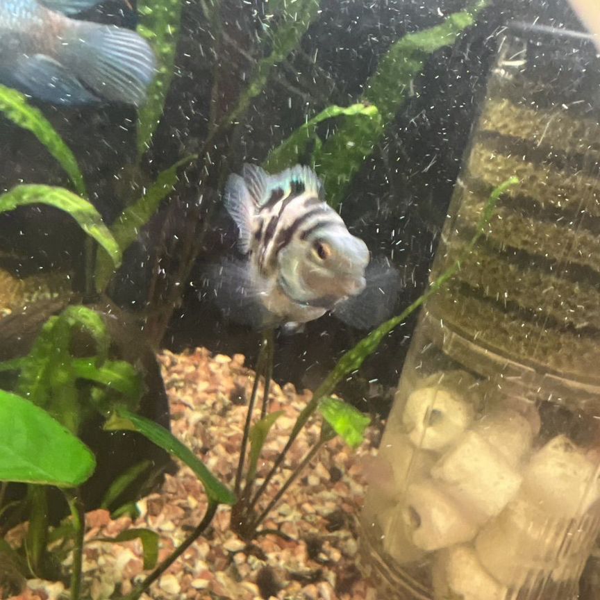 Аквариумные рыбки