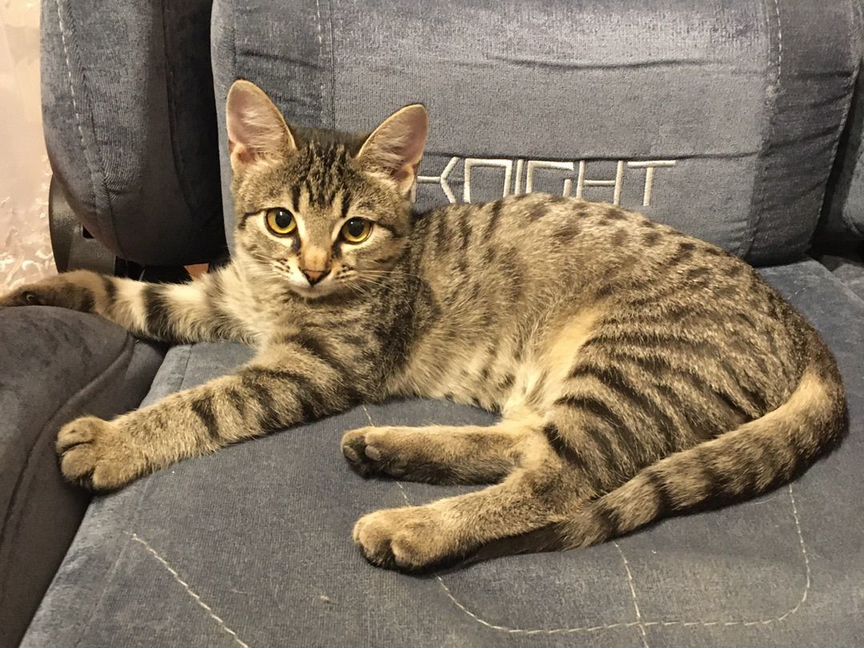 Котенок, кошка Муська