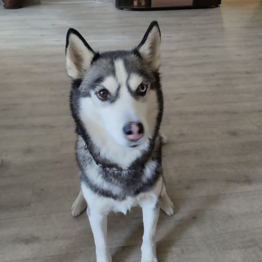 Сибирский хаски, взрослая собака