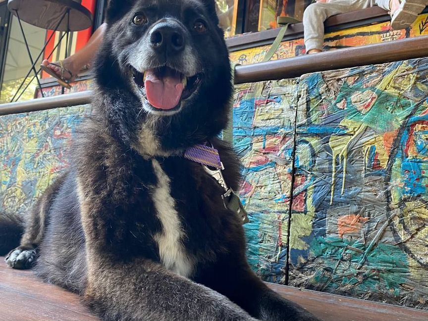 Ласковая собака Алиса в добрые руки