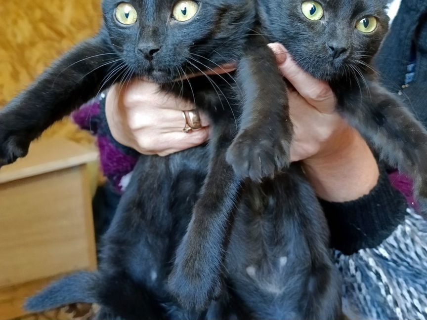 Отдам в добрые руки