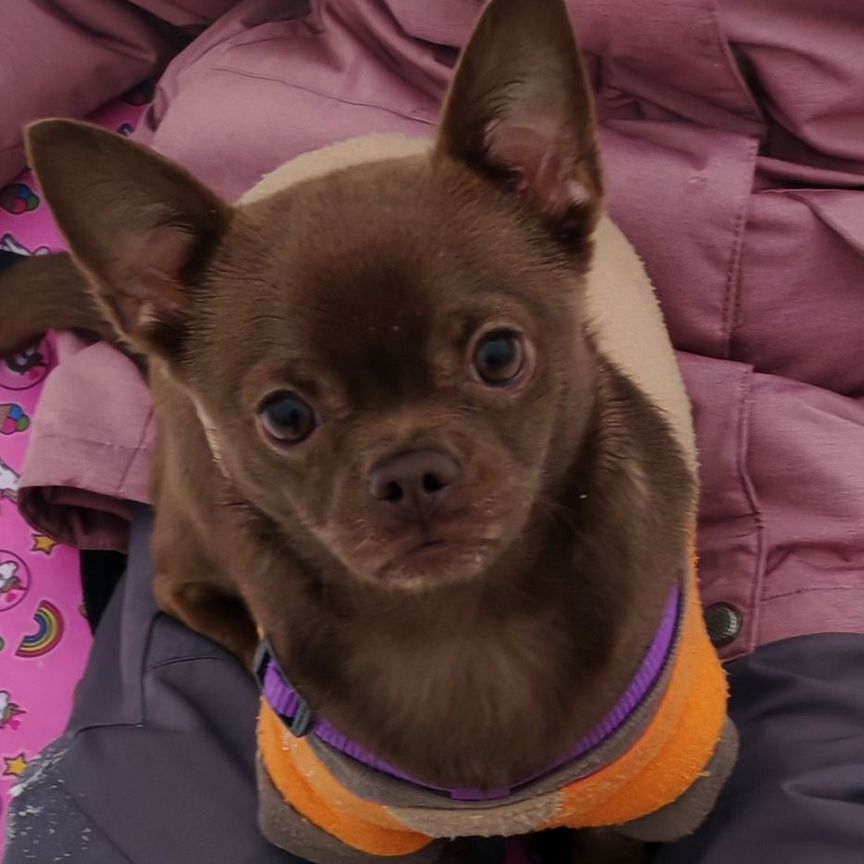 Чихуахуа, щенок