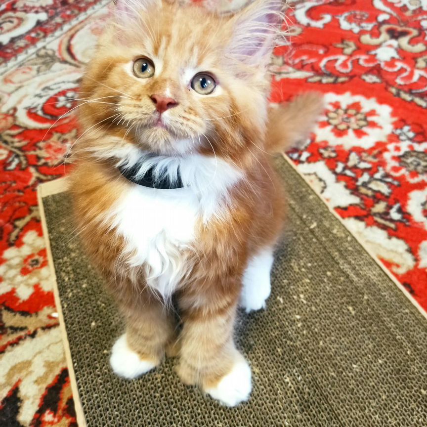 Котики Мейн-Куны полидакты