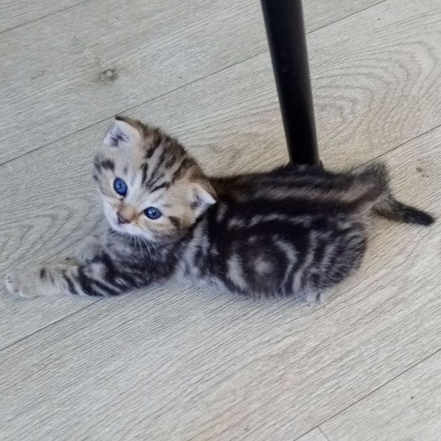 Шотландский вислоухий короткошёрстный котёнок
