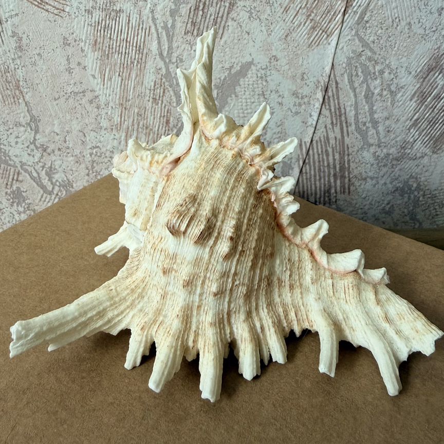 Ракушка морская большая