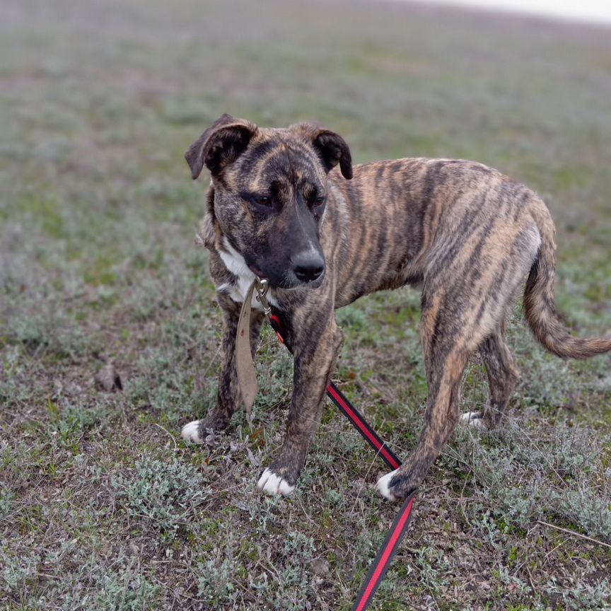 Отдам Стаффорда в добрые руки