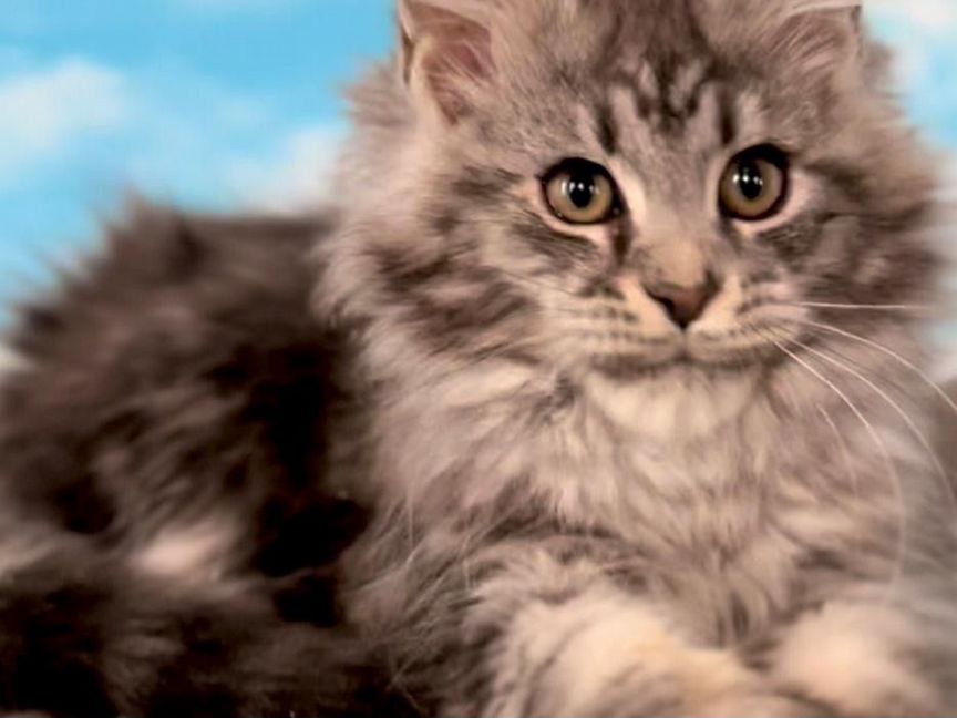 Мейн-кун котята серебро котик и кошечка