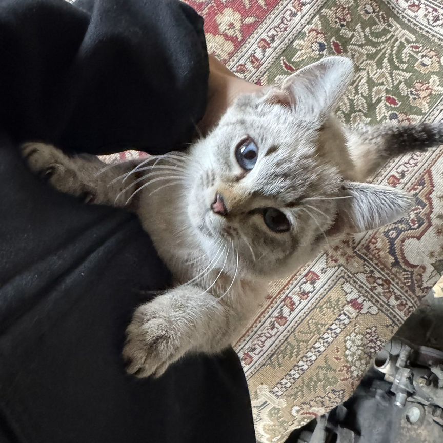 Котенок, тактильный