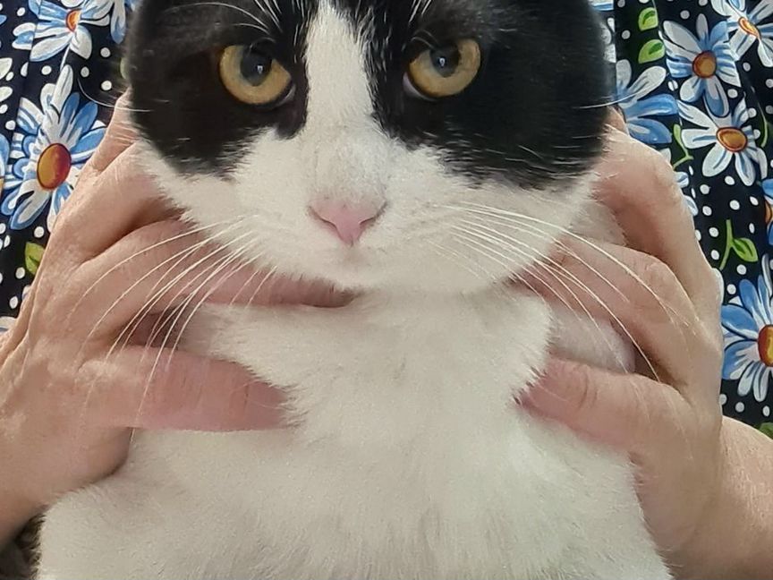 Молодой кот интроверт