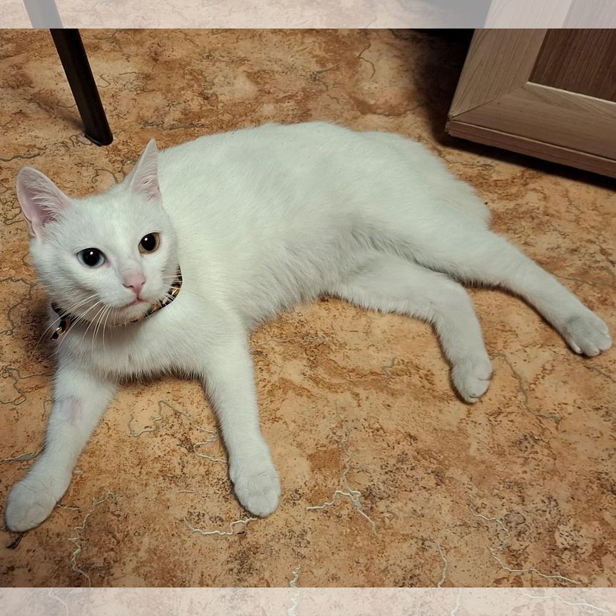 Отдам бесплатно ласковую кошку