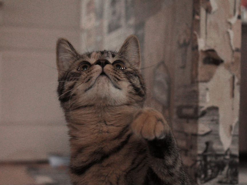 Короткошерстная кошка