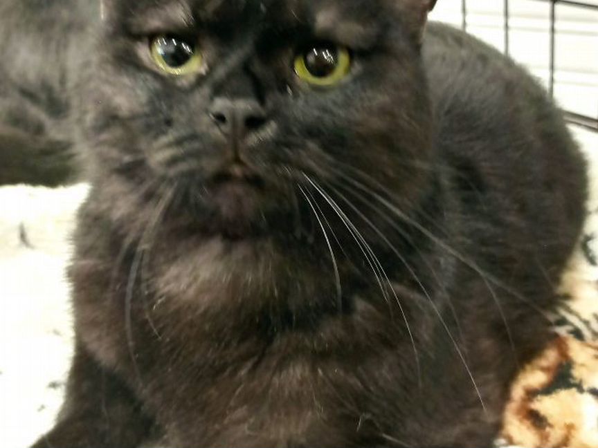 Кошечка Габби. Около 2 лет