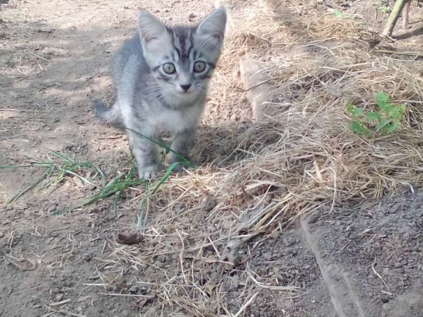 Кошечка от настоящей крысоловки