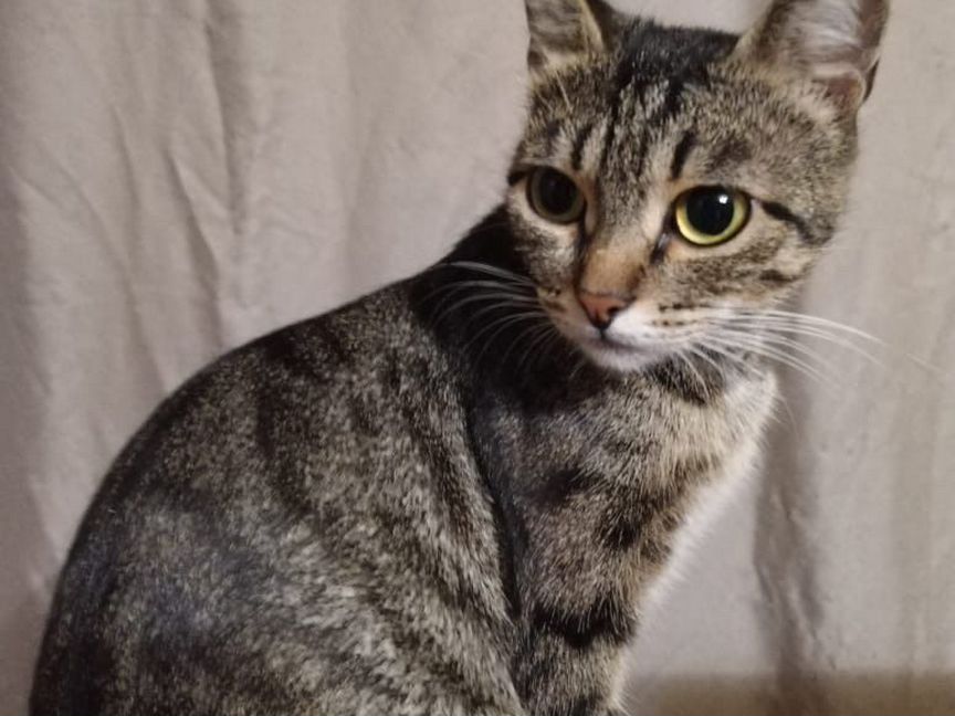 Молодая кошка в добрые руки