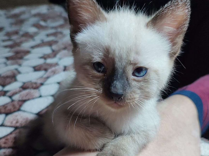 Тайский кот