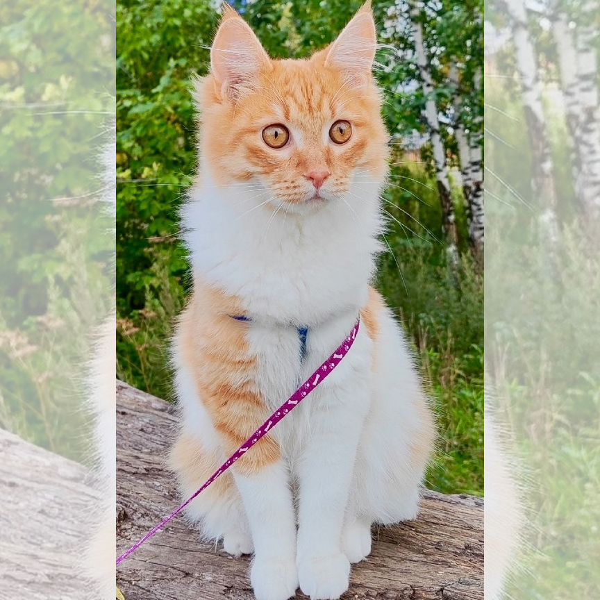 Очаровательный котенок
